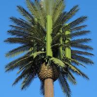 China Customization 20m-50m Communication Monopole Artificial Tree Cell Towers Telecom Palm Bionic Disguise Tree Pole Tower for sale