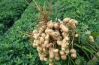 China PEANUT PLANTER en venta
