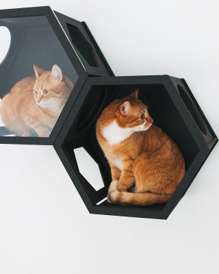 Cina Mobilia moderna Cat Wall Shelf 50lb dell'animale domestico di esagono che sopporta la struttura di Cat Cave Bed Cat Climbing in vendita