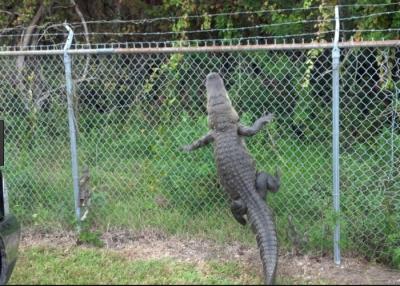 China Fácil instale la malla animal del recinto de la cerca cuadrada de la alambrada longitud de los 5m - de los 25m en venta