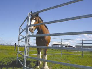 China Cattle Panels for sale