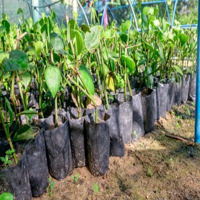 China Plastic Zaailing die Zakken met de Kliniekenapparaten van de Gatennoodsituatie planten Te koop