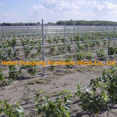 China Popular Metal Vineyard Trellis Post for sale