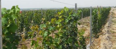 China Various Type Steel Galvanized Vineyard Post for sale