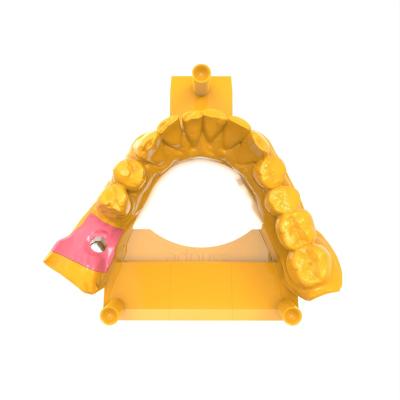 Cina Protesi dentali realistiche Resina della gomma Impianti Mock-up Modello dentale Resina in vendita