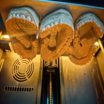 China Opposite Jaw Model Long Shelf Life​​ 3D Dental Model Resin Micron-level Resolution​ for sale