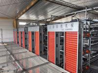 China Automatic egg collecting system for sale