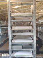 China Automatic manure removal system for sale