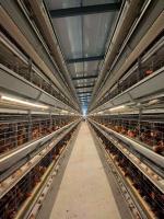 China H type layer cages（3‑8 layers customizable） for sale