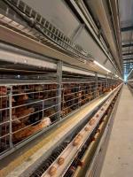 China H type layer cages（3‑8 layers customizable） for sale