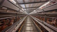 China H type layer cages（3‑8 layers customizable） for sale