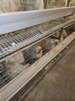 China Stack‑type Breeder Cage for sale