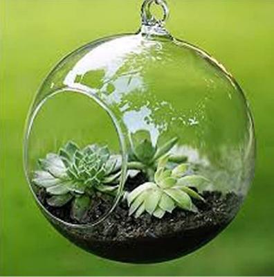 Cina Vaso per terrario in vetro borosilicato alto Novolink Vetreria decorativa in vendita