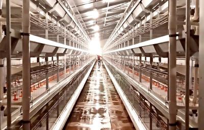 China Popular Galvanized Custom Prefabricated Steel Structure Poultry House Chicken House Coop for sale