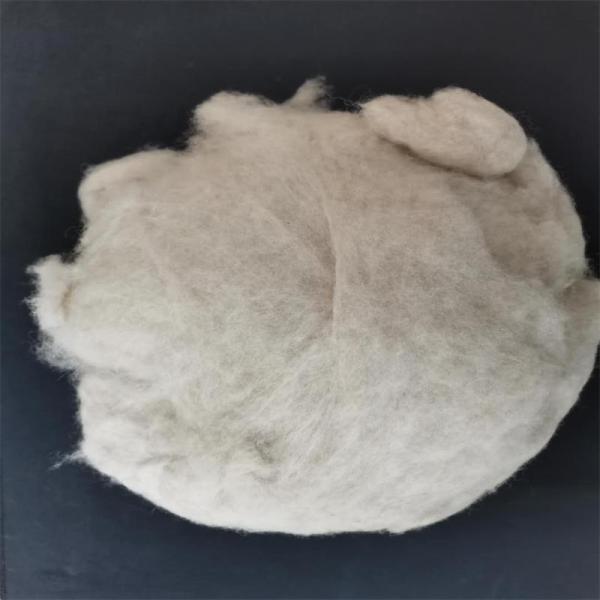 Quality Dehaired Cashmere Wool Fiber Raw Sheep Wool for sale