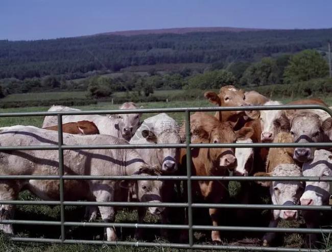 Steel structure poultry house interior view