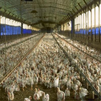 China Professionele Geprefabriceerde Stalen Ruimteframe Kippenboerderij Gebouw Te koop