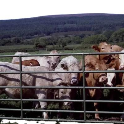 中国 オーダーメイド 鉄鋼構造 迅速な設置の家禽屋 販売のため