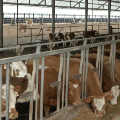 중국 빠른 설치가 가능한 맞춤형 강철 구조 닭장 판매용