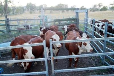 중국 빠른 설치가 가능한 맞춤형 강철 구조 닭장 판매용