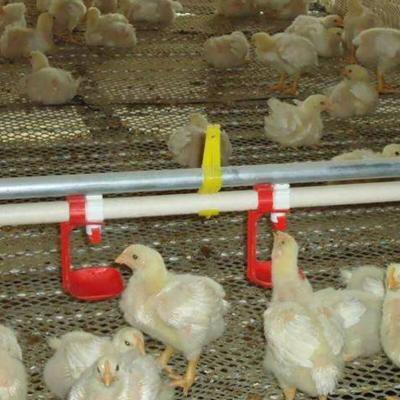 Cina Strato animale di Hdg del bevitore di Hen Chicken Farm Poultry Feeder in vendita