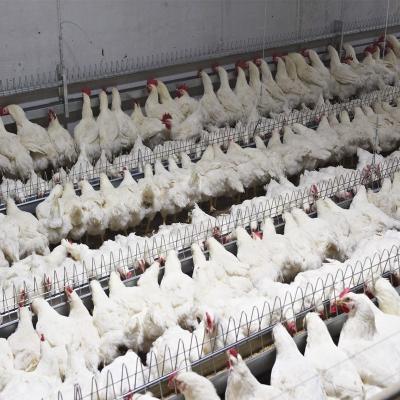 China Farming Equipment Poultry Pan Feeding System Automatic Breeder Parent Chicken Drinking for sale