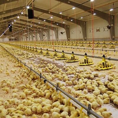 Cina 12 sistema automatico completo del bevitore del capezzolo del pollo degli uccelli pp in vendita