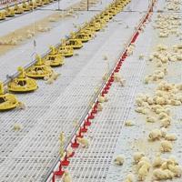 China Linear Feeder Poultry Automatic Pan Feeding System for sale
