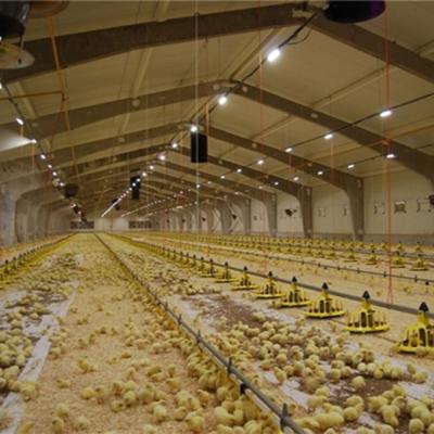 Cina Attrezzatura automatica dell'azienda avicola della griglia della Camera di pollo in vendita