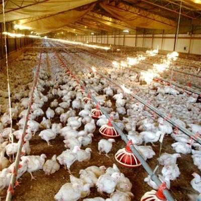 Cina Attrezzatura automatica di Pan Feeder Steel Broiler Poultry in vendita