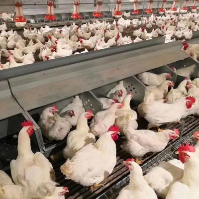 Cina Pollame d'alimentazione del sistema della catena automatica dell'alimentatore della griglia in vendita