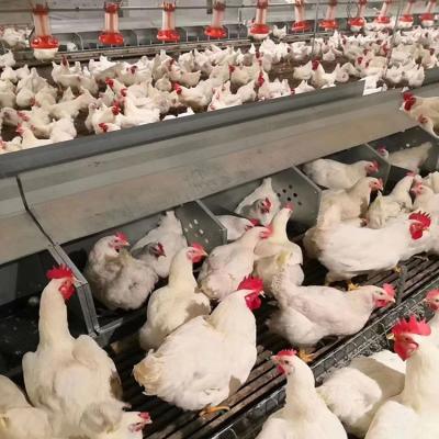 Cina Attrezzatura crescente del pollo automatico dell'alimentatore della griglia in vendita