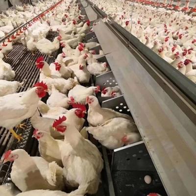 Cina Sistema automatizzato selezionatore di alimentazione di del pollame della griglia in vendita