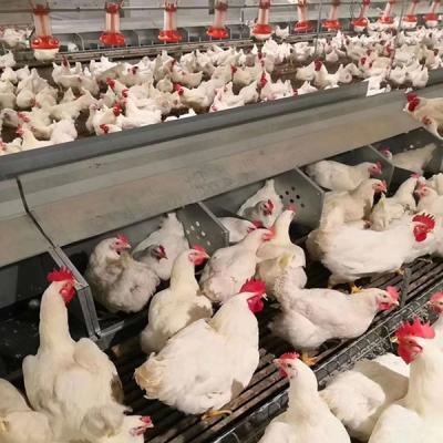 Cina Attrezzatura crescente d'alimentazione a catena del pollo del sistema in vendita