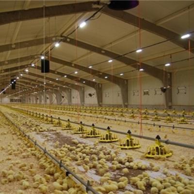 Cina attrezzatura di avicoltura 400kg/H per i prodotti dei polli da arrosto in vendita