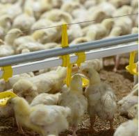 China 100mm Chicken Nipple Drinker System for sale