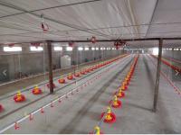 China 100mm Chicken Nipple Drinker System for sale