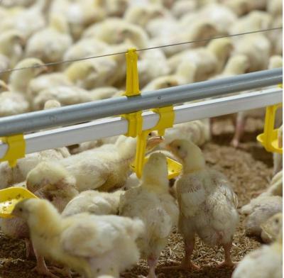 Cina Bevitori quadrati automatici del capezzolo del tubo 22cm*22cm per i polli da arrosto in vendita