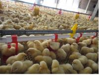 China Broiler Automatic Poultry Drinker Nipple Cup Drinker System for sale