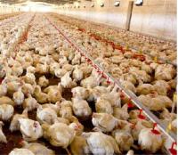 China Broiler Automatic Poultry Drinker Nipple Cup Drinker System for sale