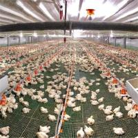China Orange Poultry Water Drinking Nipples For Chicken Broilers Raising for sale