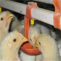 China Automatic Chicken Feeder System Broiler Poultry Equipment for sale