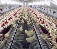 China Automatic Chicken Feeder System Broiler Poultry Equipment for sale