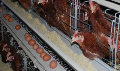 China Low Carbon Steel Wire 4mm Poultry Feeding Trough For Chicken Cage for sale