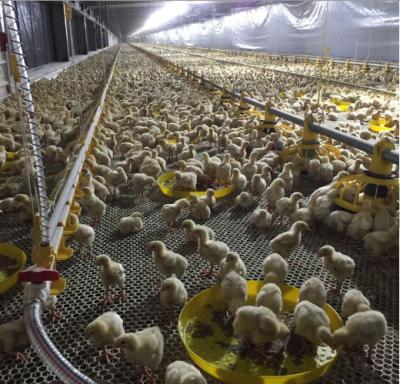 Cina Sistema d'alimentazione della griglia automatica del pollame per la Camera di pollo del pavimento in vendita