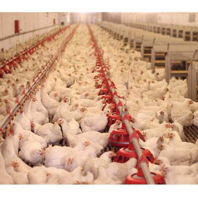 Cina Polli da arrosto automatici del polipropilene ed inossidabili 360mm che alimentano sistema in vendita