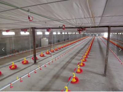 Cina 304 polli da arrosto inossidabili automatici che alimentano sistema per la Camera dell'azienda agricola in vendita
