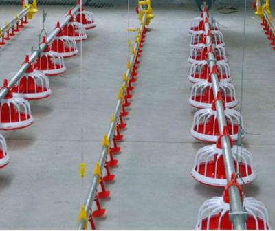 Cina 304 polli da arrosto inossidabili automatici che alimentano sistema per la Camera dell'azienda agricola in vendita