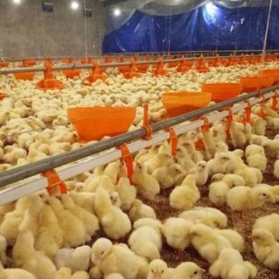Cina La linea di galleggiamento dell'attrezzatura dell'azienda avicola del diametro 26.7mm ha galvanizzato il tubo d'acciaio di sostegno di 25mm in vendita