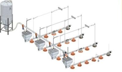 Cina Sistema d'alimentazione bevente del pollo automatico per l'attrezzatura di avicoltura del pollo in vendita